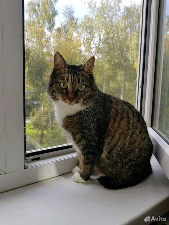 Кошка Маруська подарок для души 1,5лет стерилизо