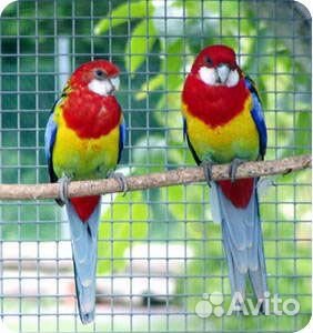 Продаются домашние разеллы пестрые большой выбор