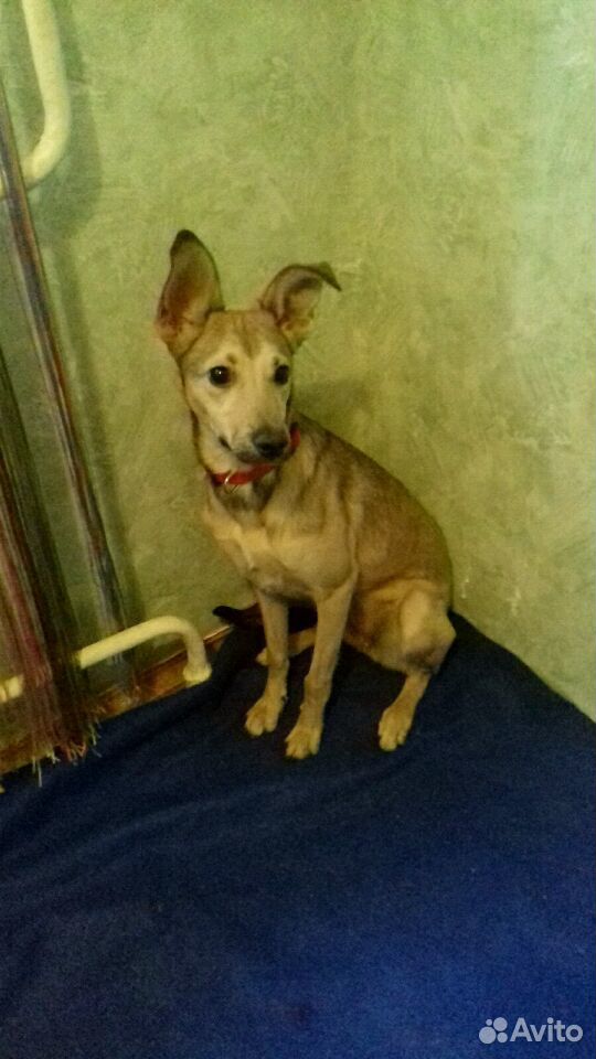 Маленькая комнатная собачка в дар