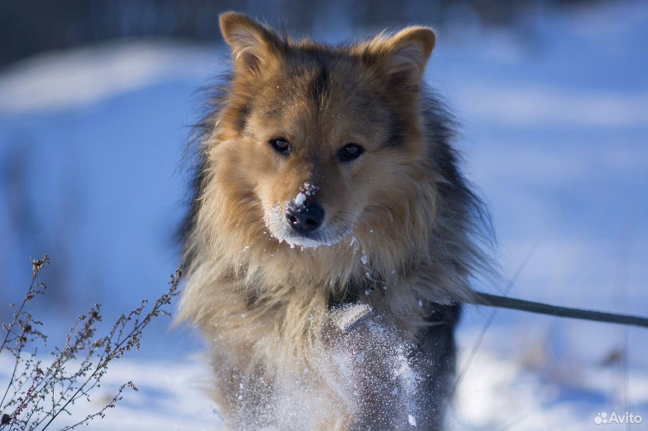 Шикарный пушистик в добрые руки