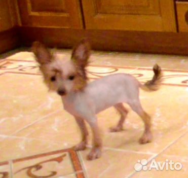 Породистая крохотулечка