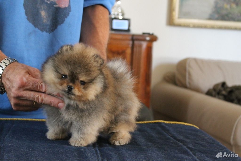 Оранжевый принц