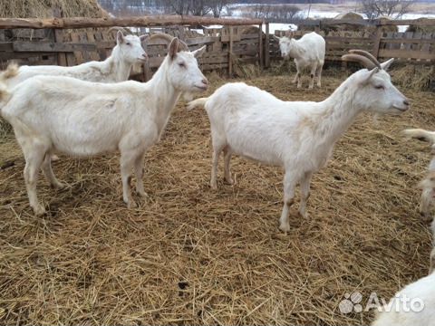 Молодые козочки и козы