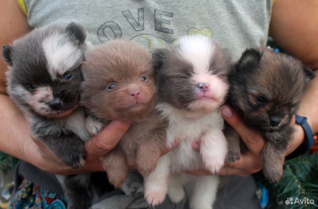 Шпицики померашки очаровашки Цветник