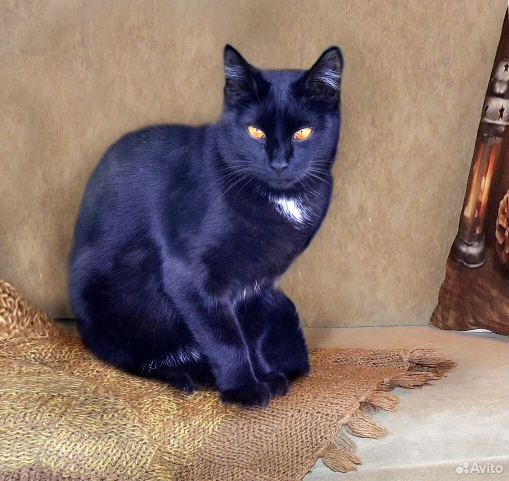 Черная кошка Багира - 1,5 года