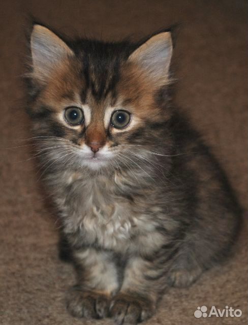 Пушинка - очень ласковая полосатая девочка 2 мес