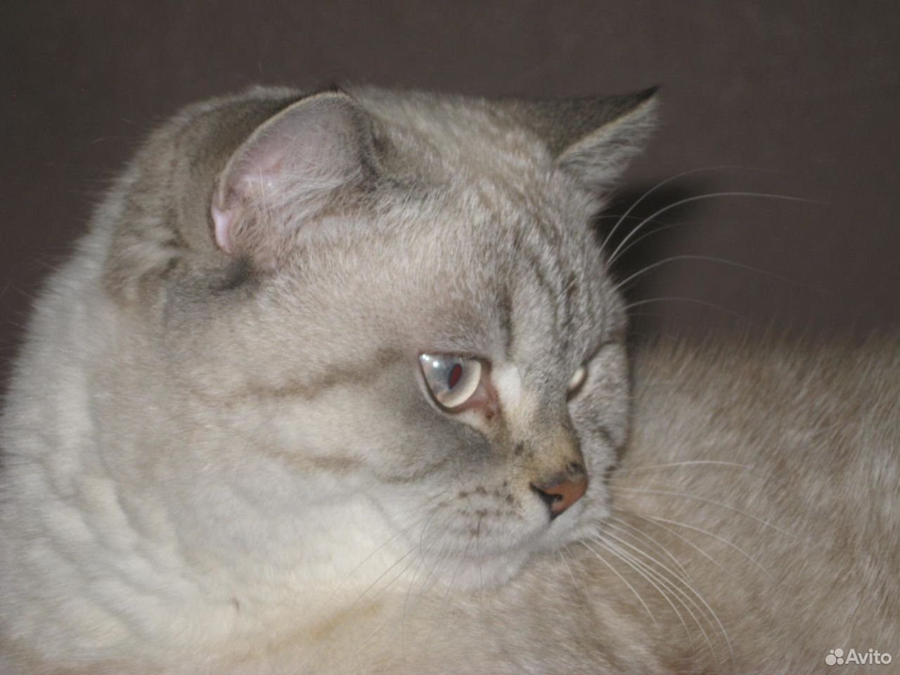 Продается британский котенок-подросток