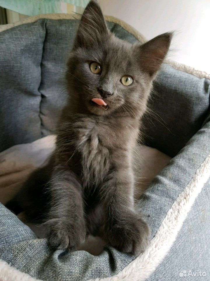Русская голубая нибелунг мальчик 3мес,привит,паспо