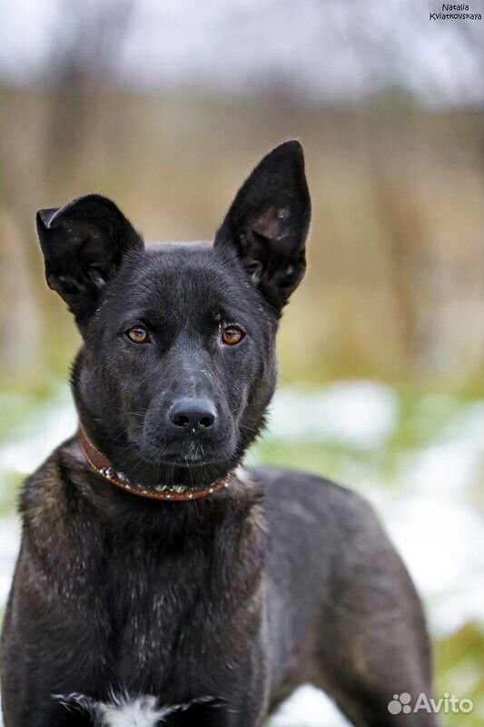 Черно-бурая метиска риджбека в дар
