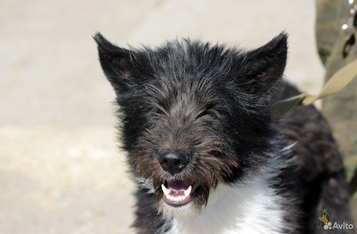 Сообразительная и послушная девочка Бимка