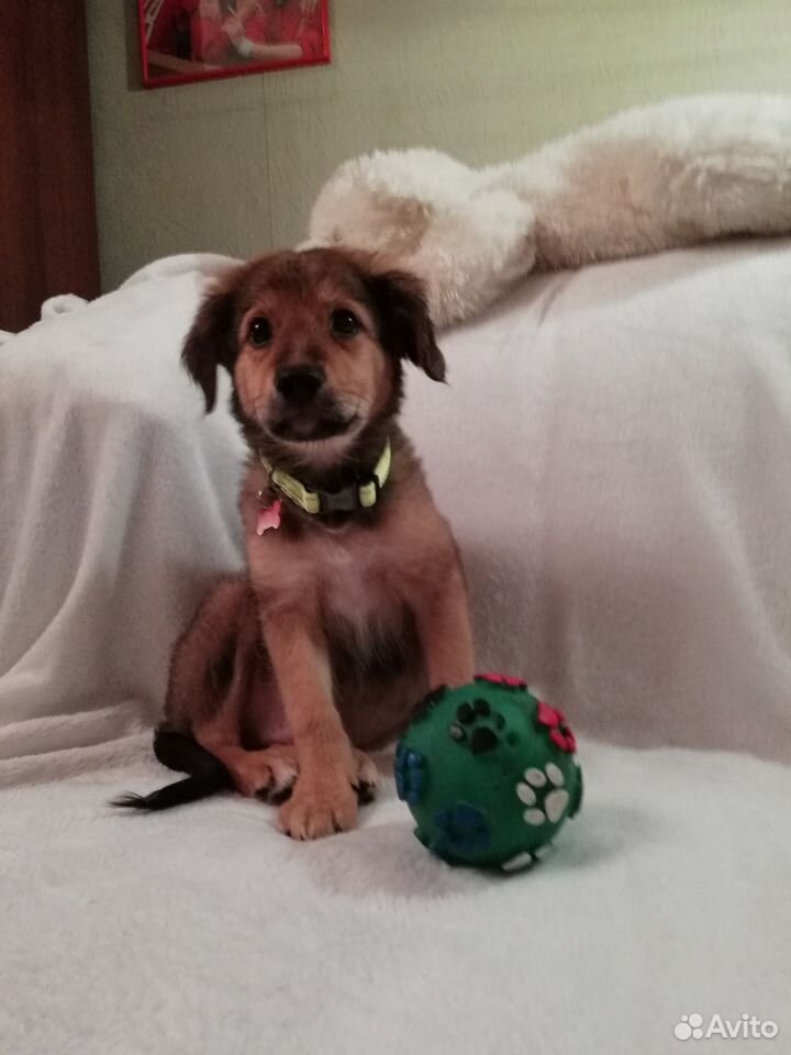 Щенок в дар в добрые руки (Бублик)