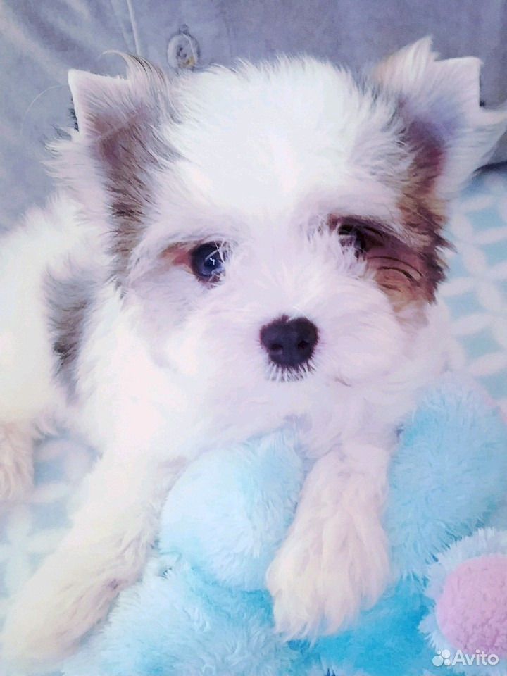 Блюбери мраморный мини мальчик