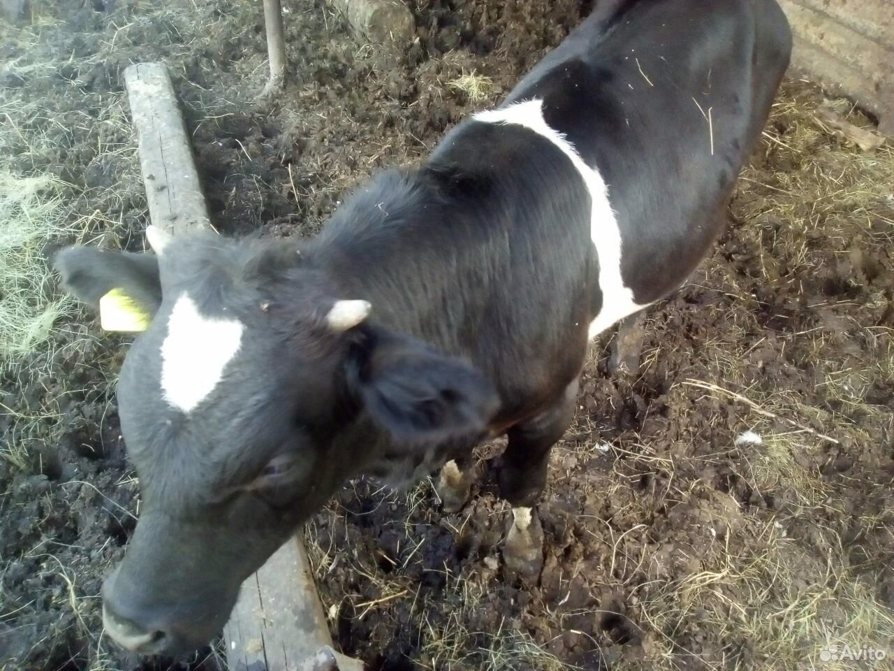 Продам быка и телку бык 7 месяцев,а телек 6