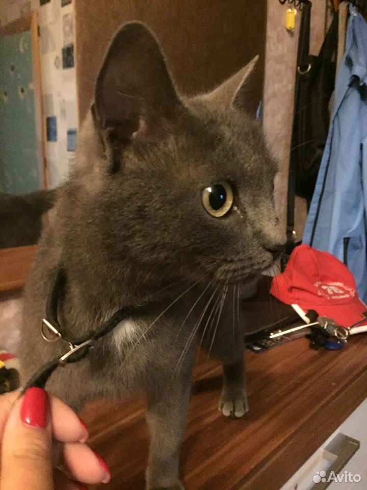 Русская голубая,найден котёнок