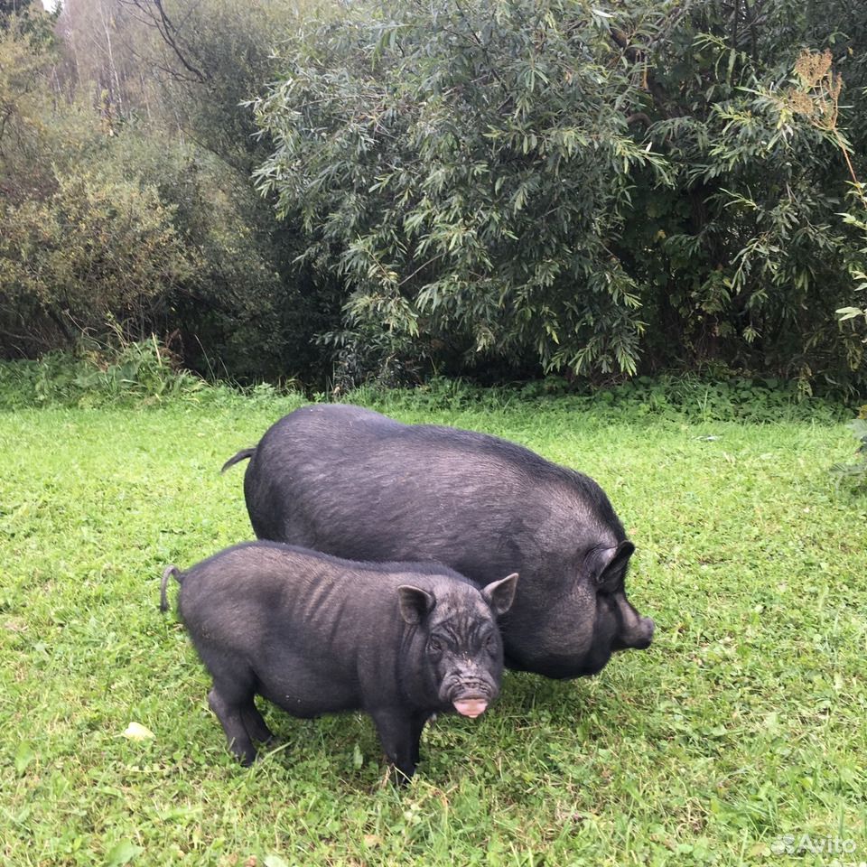 Свиньи и Козы