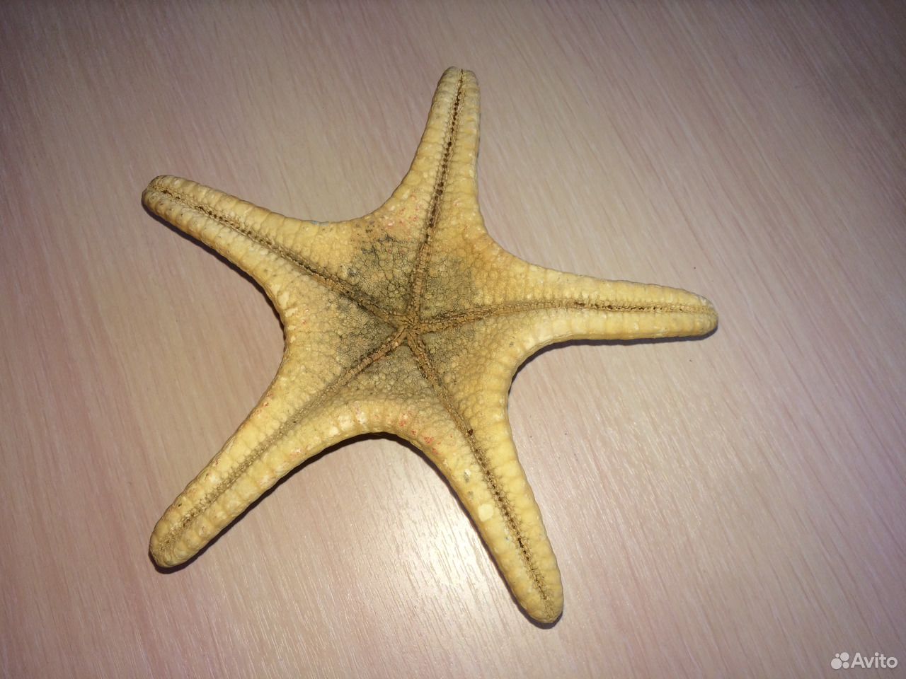 Морская звезда засушенная