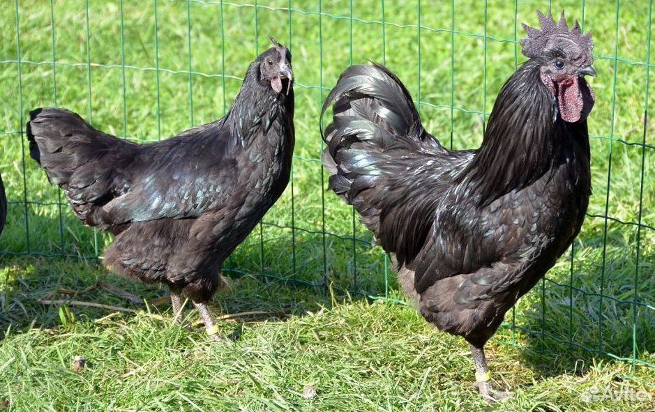 Породные петухи