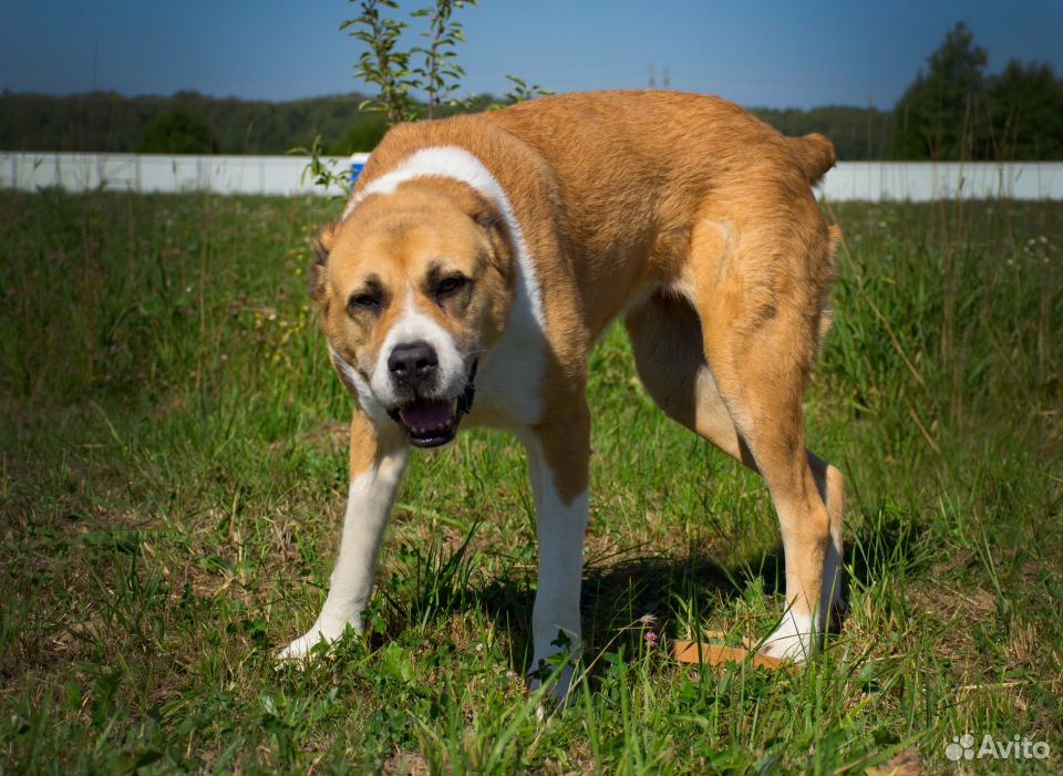 Предлагаем Вашему вниманию Сэлди - рыжее золото