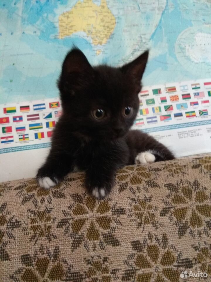 Обаятельные котята