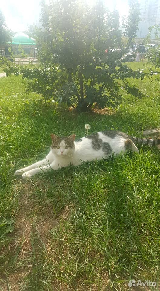 Котик Карамель в добрые руки