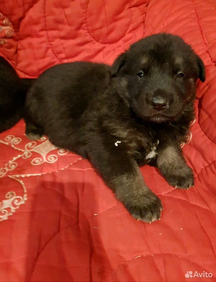 Щенок овчарки немецкой Граф мальчик 1мес