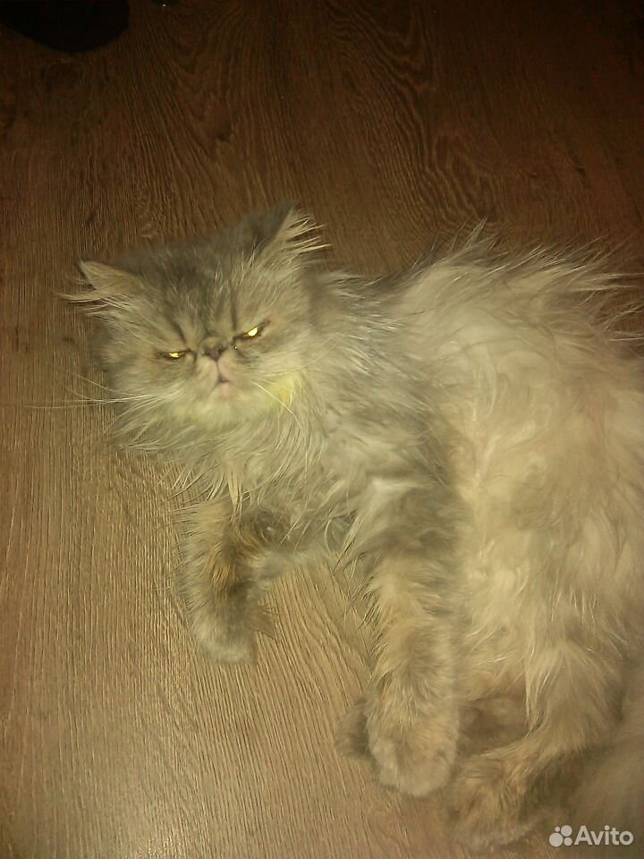 Персидская экстремальная кошка в очень добрые руки
