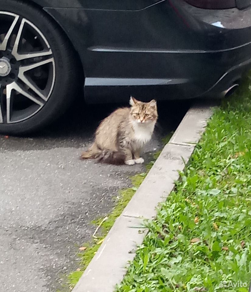 Помогите малышу выжить в холода