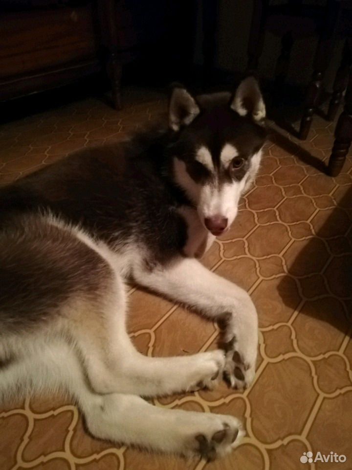 Сибирский хаски на вязку