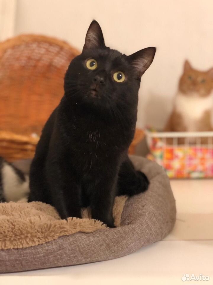 Нуар черный котик ищет дом