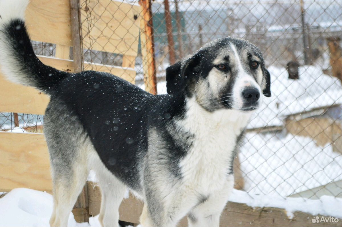 Милашка Лютта