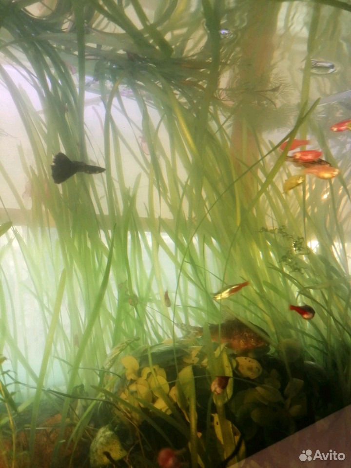 Трава Аквариумная валлиснерия