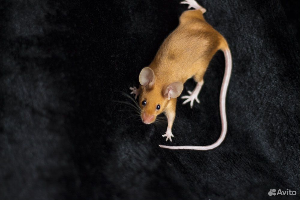 Золотая декоративная мышка