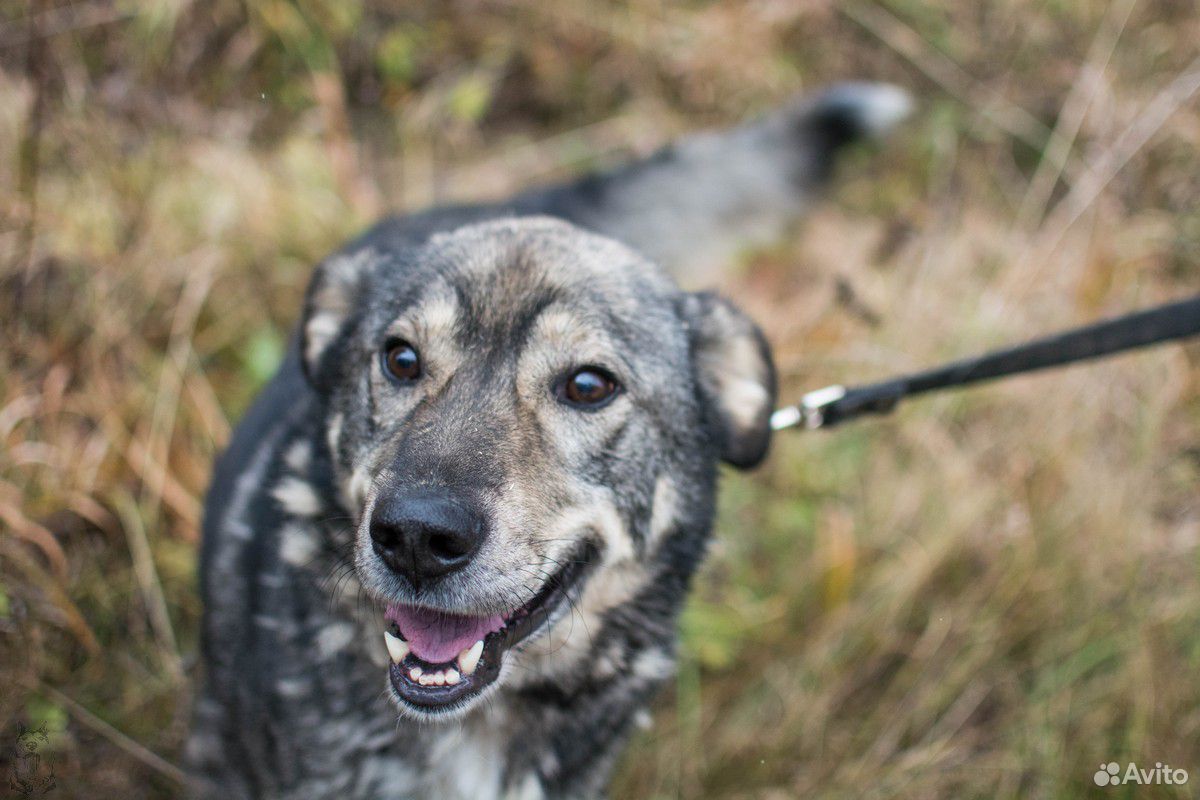 Статный красавец Марк мечтает стать чьим-то другом