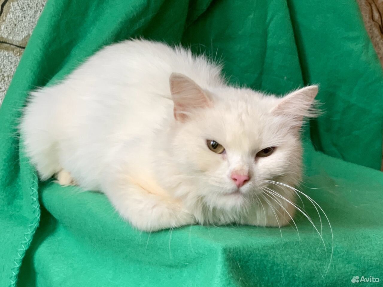 Белла ищет дом