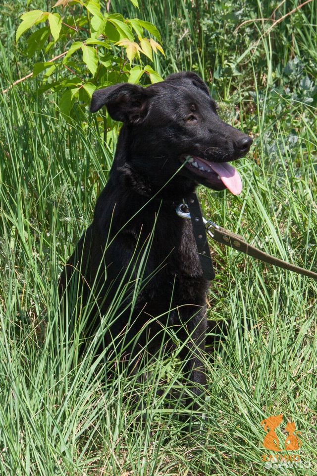 Собачка Гретта