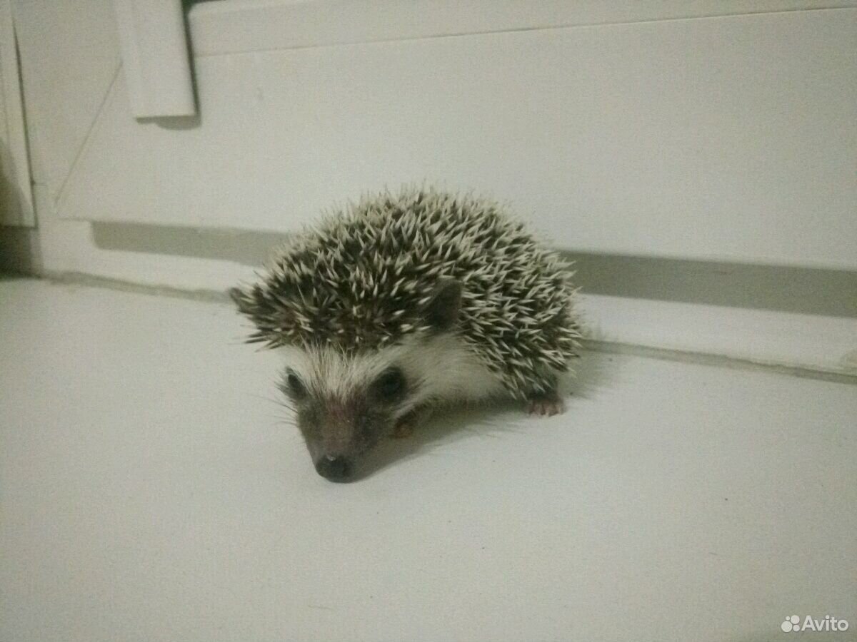 Девочки и мальчики ежики ежи ручные пишите