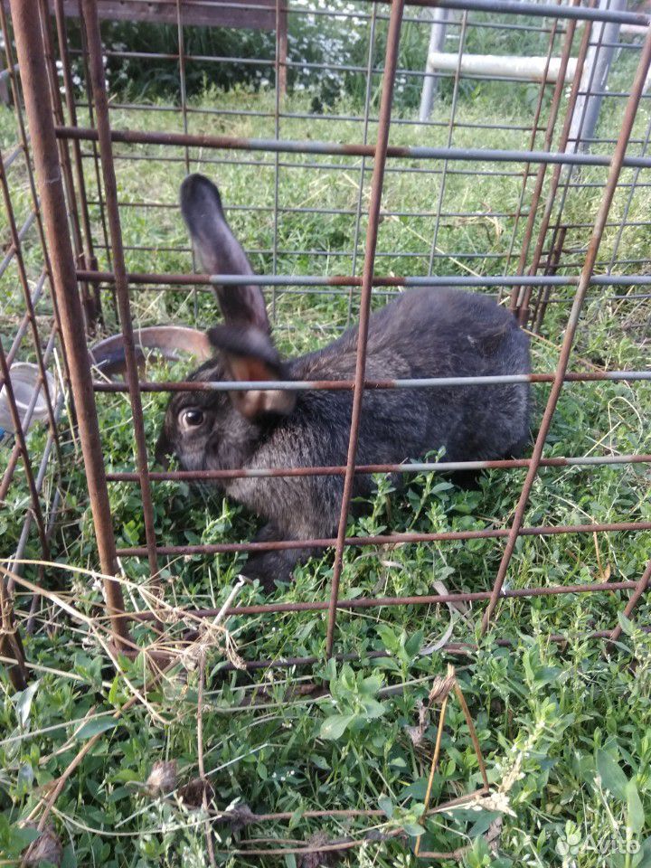 Крол производитель, мясо кролика