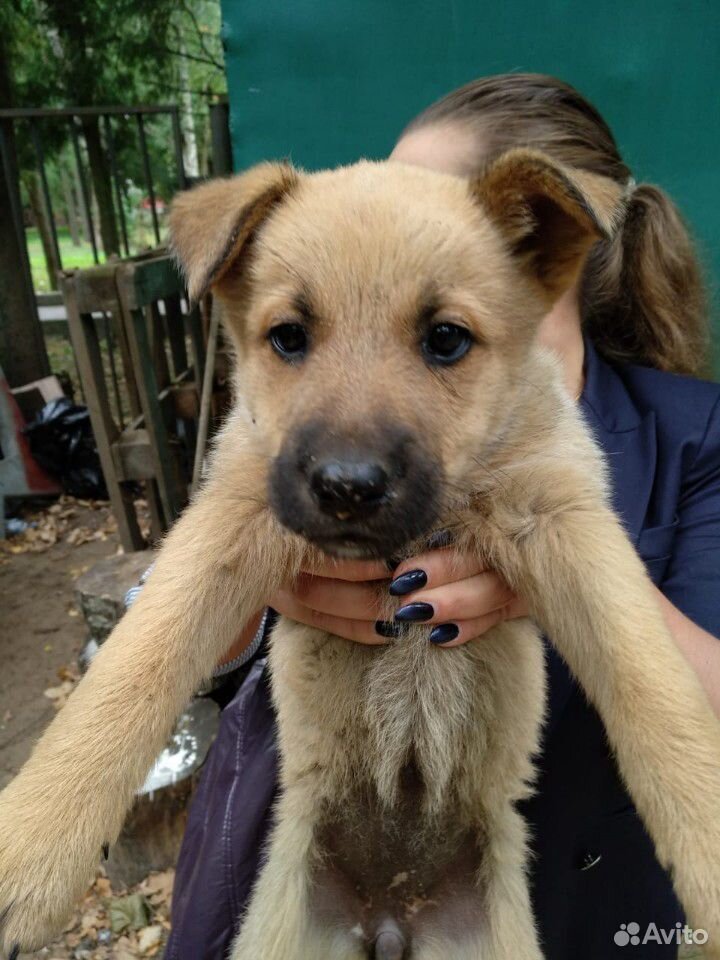 16 щенков на выбор