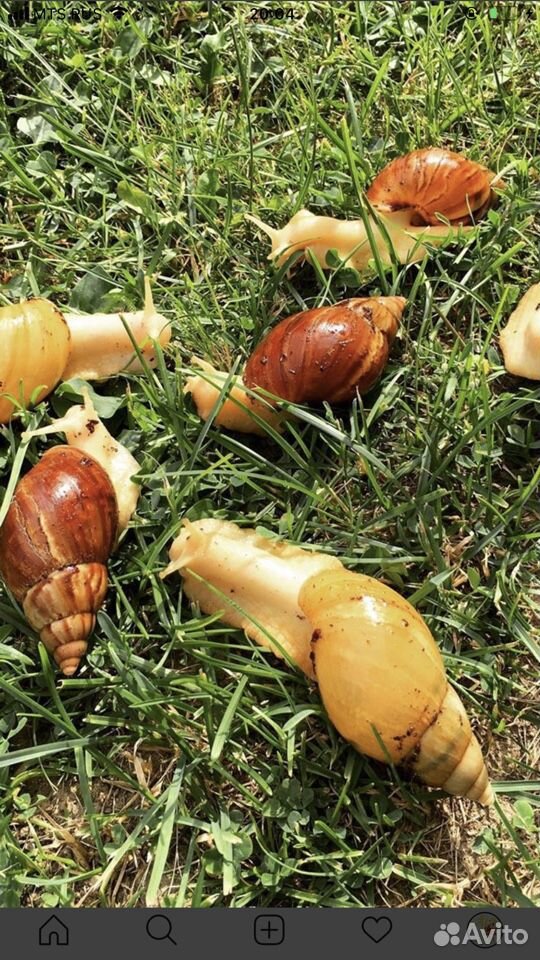 Улитки Ахатина- альбиносы