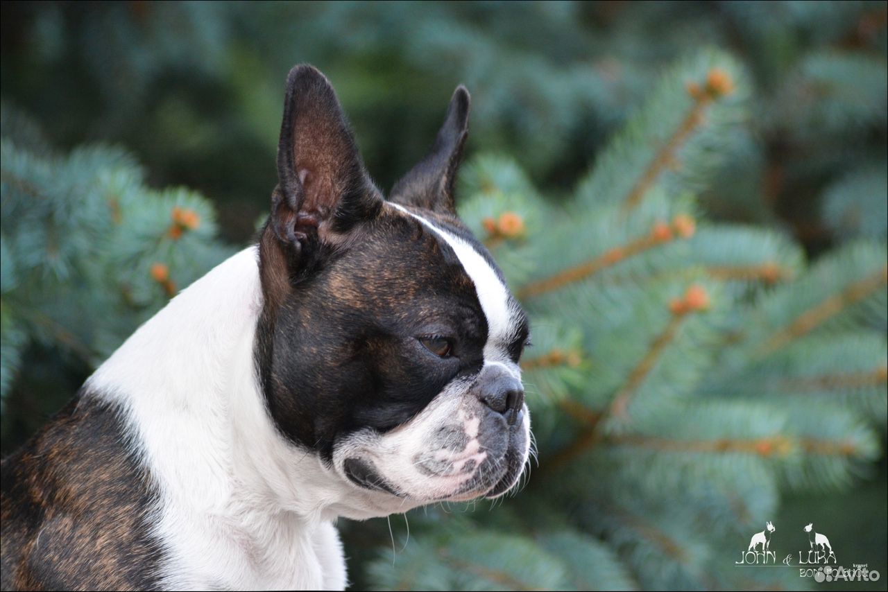 Бостон терьер для вязкок