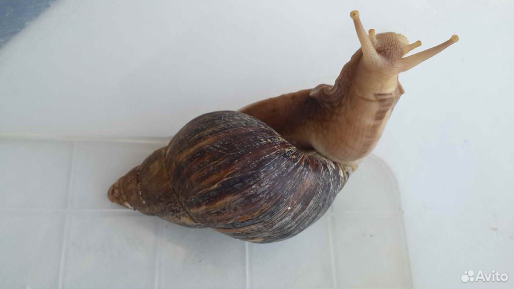 Улитка Ахатина