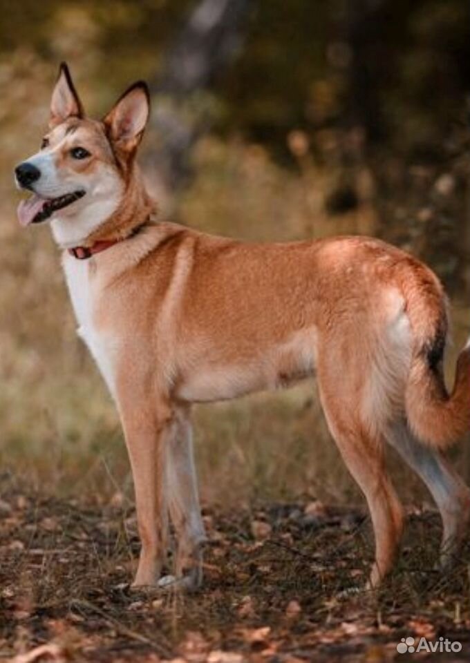 Собачка Боня