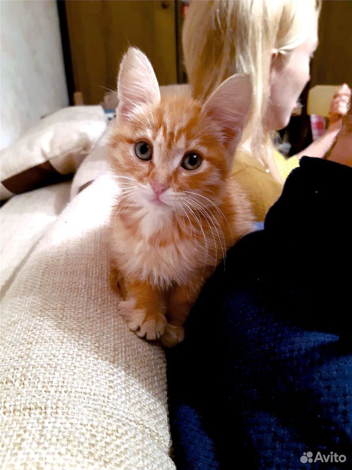 Котенок "Мёдок" ищет дом