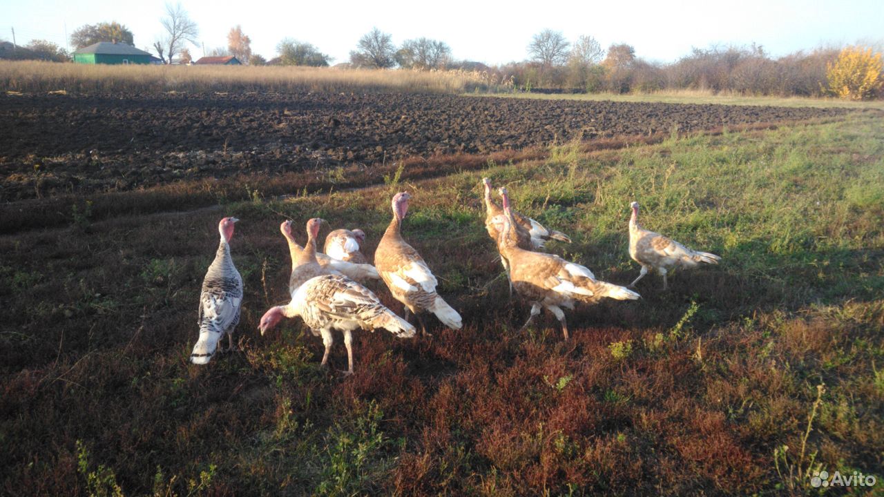 Индейка палевая на племя