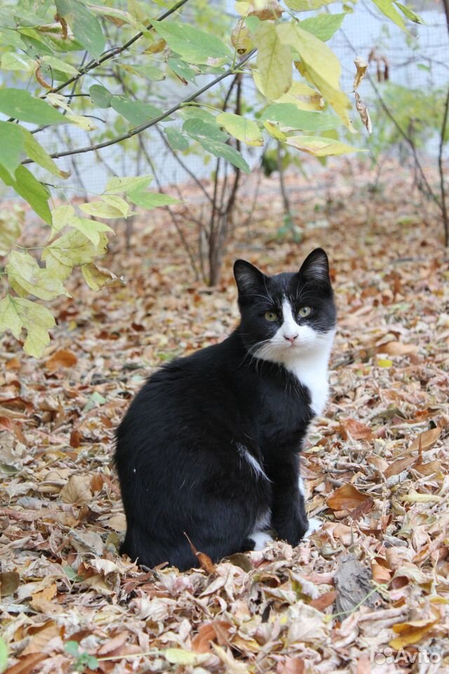 Звёздный котёнок из рекламы Феликс