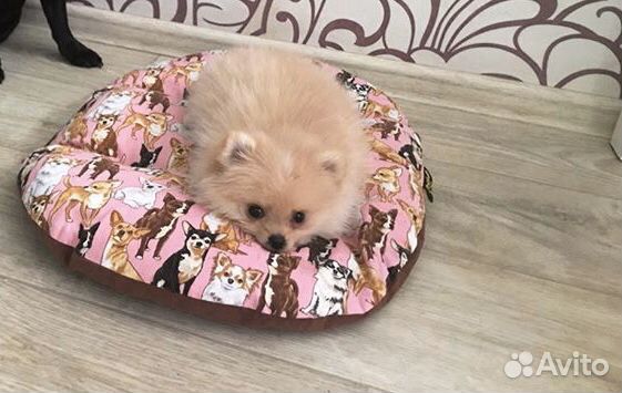 Продам шпица