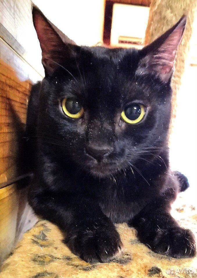 Бенгальская пантера