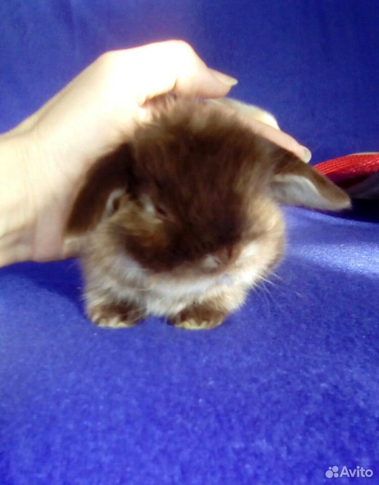 Мини - мини. В добрые руки