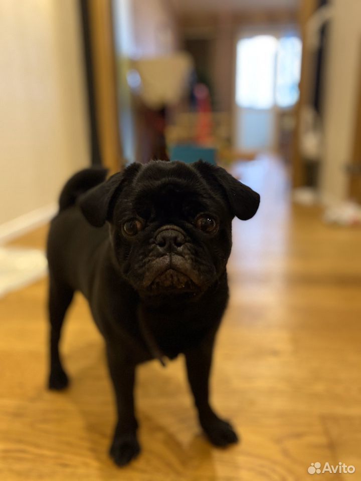 Мопс породистый 5 мес