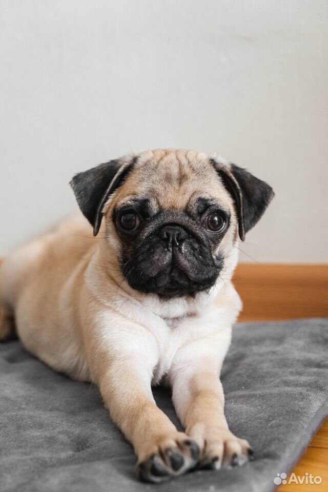 Мопс на вязку